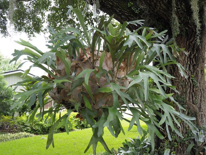 CUIDADOS del HELECHO CUERNO de ALCE Guía práctica de jardinería