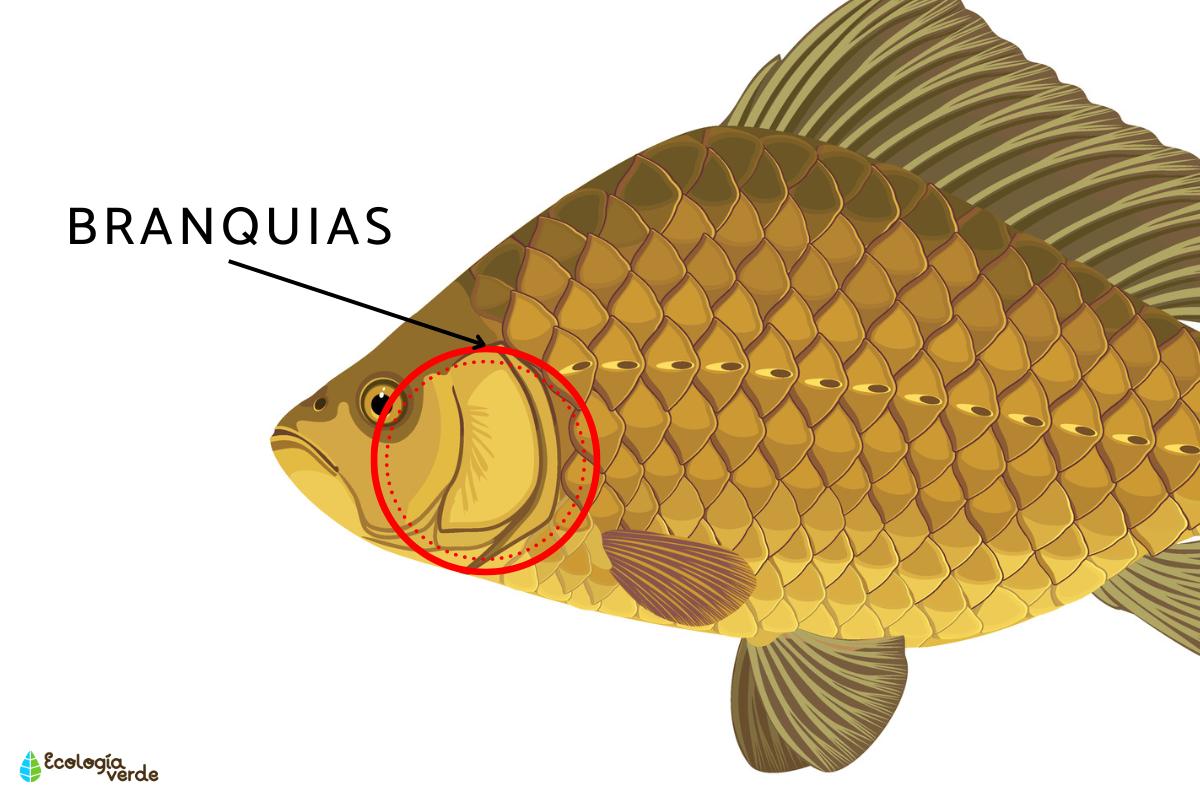 Partes de un pez Guía de la anatomía de los peces