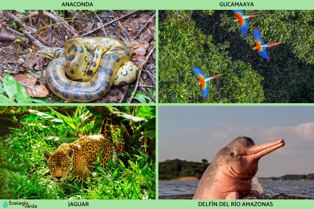 Selva amazónica qué es dónde está animales y tribus Resumen