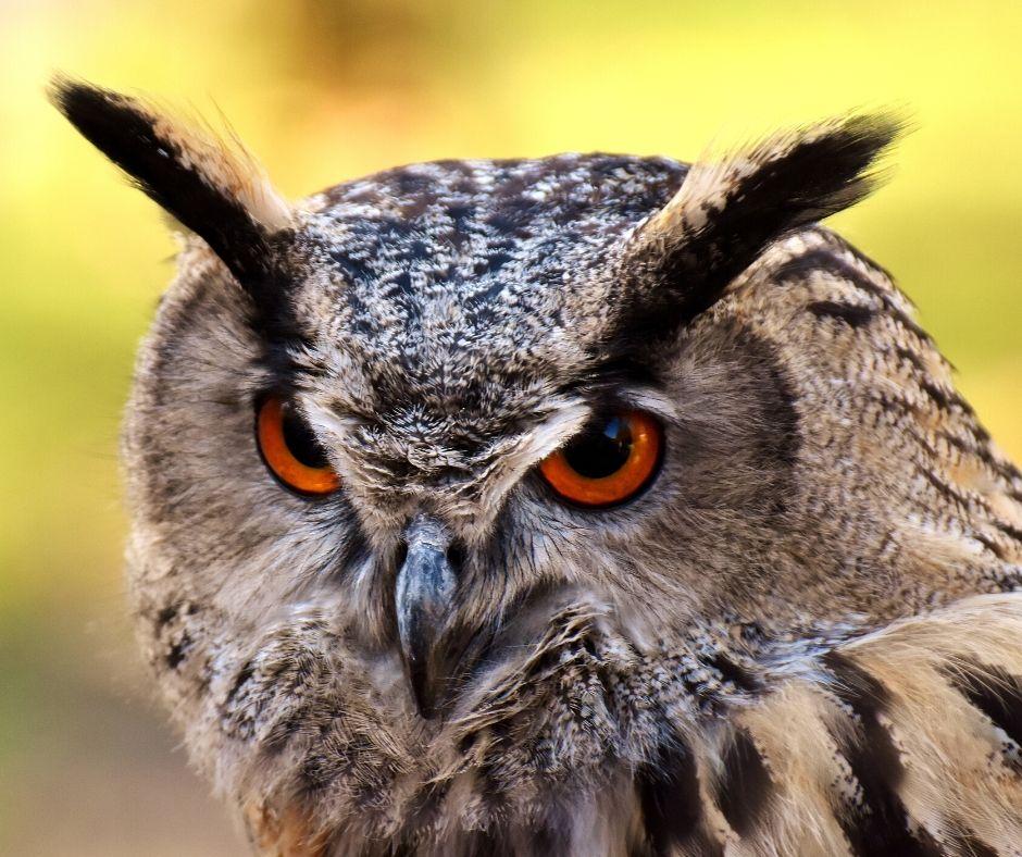 Aves Nocturnas Nombres Y Tipos Con Fotos