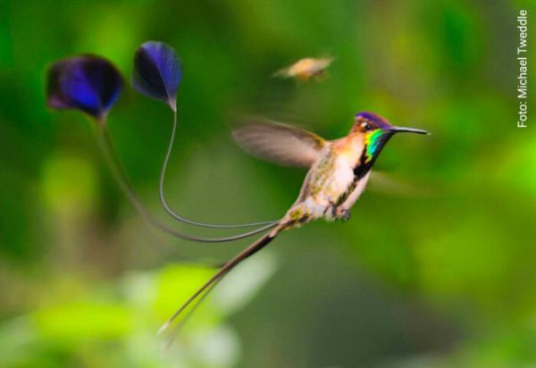 Los 20 Animales Mas Bonitos Del Mundo Nombres Y Fotos - Otosection Los 20 Animales Mas Bonitos Del Mundo Nombres Y Fotos - Otosection