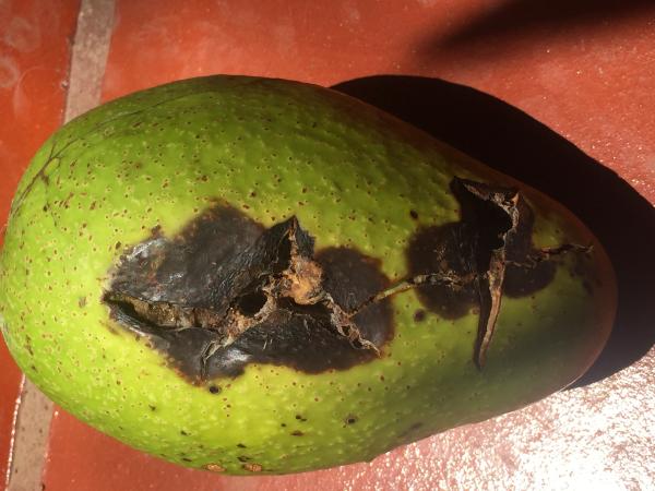 PLAGAS y ENFERMEDADES del AGUACATE - Guía con Fotos