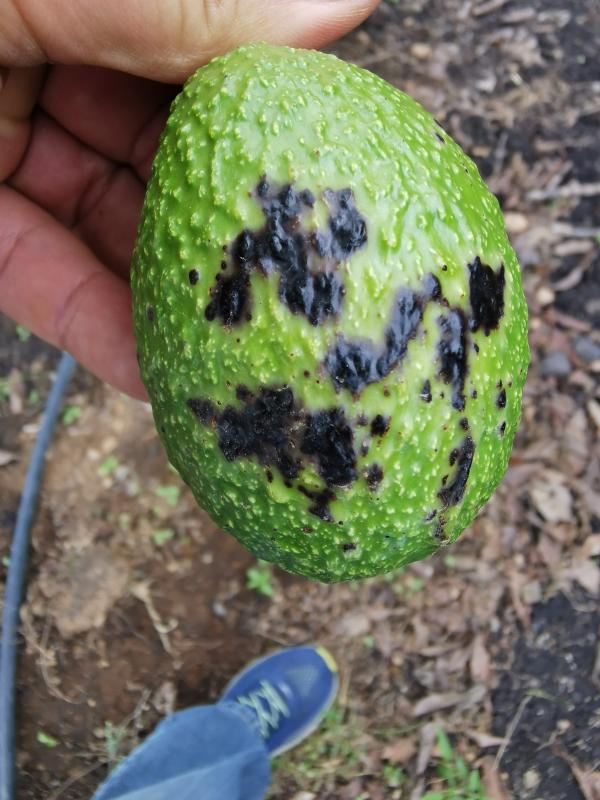 PLAGAS y ENFERMEDADES del AGUACATE - Guía con Fotos