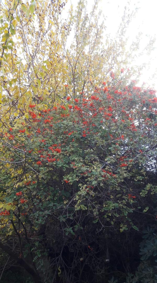 11 plantas que florecen todo el año - NOMBRES y FOTOS