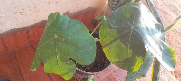 11 plantas que florecen todo el año - NOMBRES y FOTOS