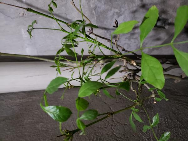 11 plantas que florecen todo el año - NOMBRES y FOTOS