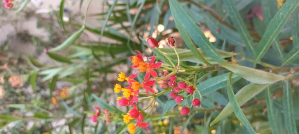 11 plantas que florecen todo el año - NOMBRES y FOTOS