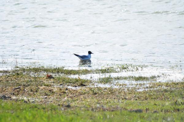 Aves acuáticas: características, tipos y nombres - ¡Descúbrelas con fotos!