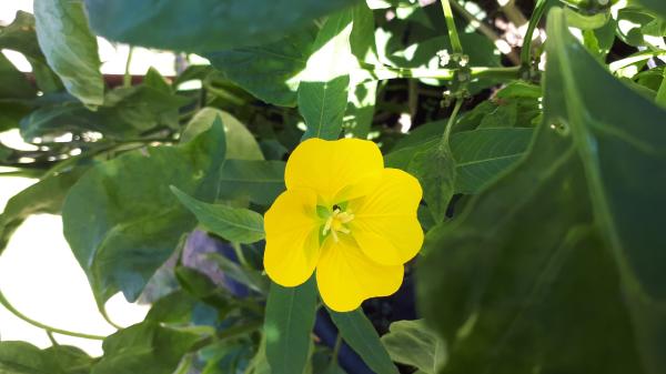 Plantas con flores amarillas - Nombres y fotos