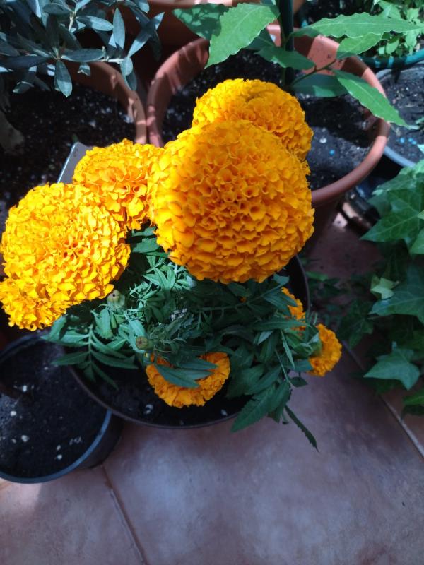 Plantas con flores amarillas - Nombres y fotos