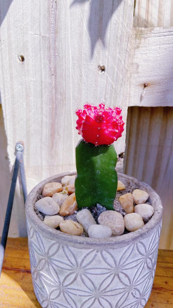 +25 tipos de cactus: nombres y cuidados con FOTOS y VÍDEOS