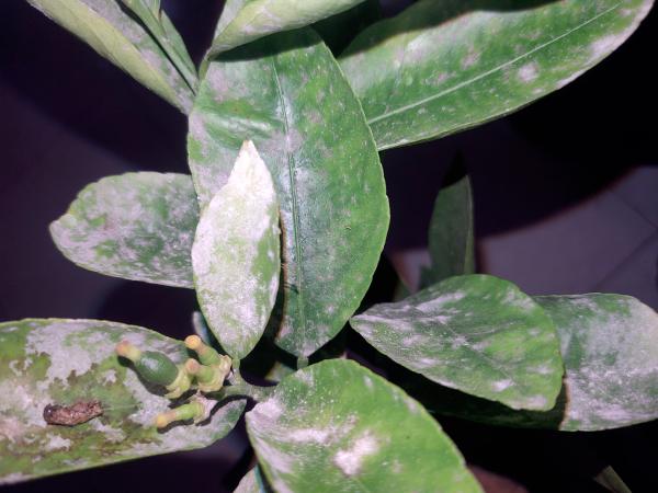 PLAGAS y ENFERMEDADES del LIMONERO - Guía con fotos y VÍDEO