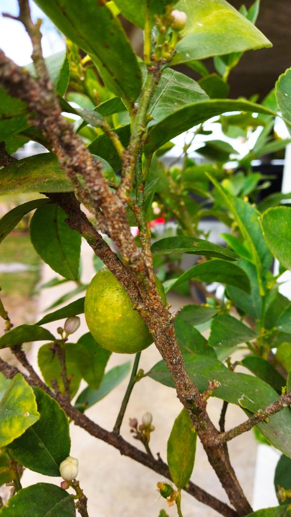 PLAGAS y ENFERMEDADES del LIMONERO - Guía con fotos y VÍDEO