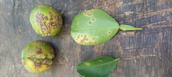PLAGAS y ENFERMEDADES del LIMONERO - Guía con fotos y VÍDEO