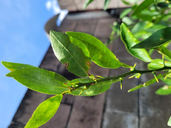 PLAGAS y ENFERMEDADES del LIMONERO - Guía con fotos y VÍDEO