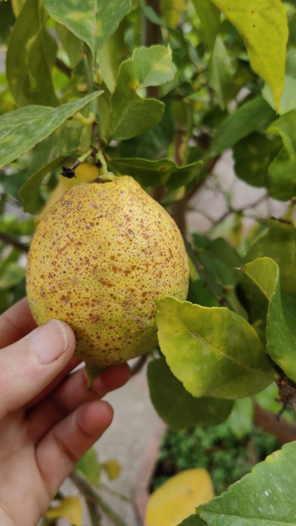 PLAGAS y ENFERMEDADES del LIMONERO - Guía con fotos y VÍDEO