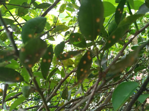 PLAGAS y ENFERMEDADES del LIMONERO - Guía con fotos y VÍDEO