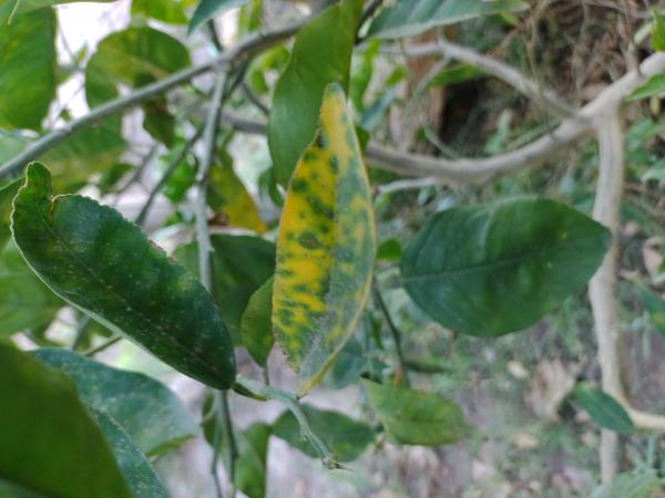 PLAGAS y ENFERMEDADES del LIMONERO - Guía con fotos y VÍDEO