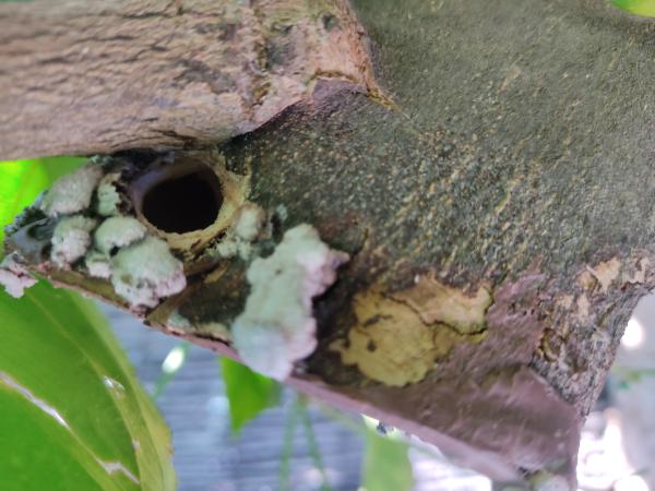 PLAGAS y ENFERMEDADES del LIMONERO - Guía con fotos y VÍDEO