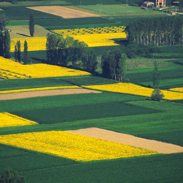 Guía De Rotación De Cultivos En El Jardín Rotación De Cultivos: La