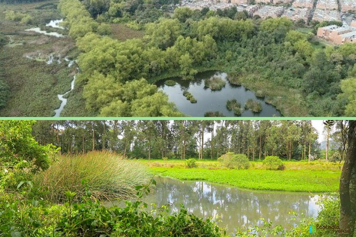 15 humedales de Bogotá - Nombres y características