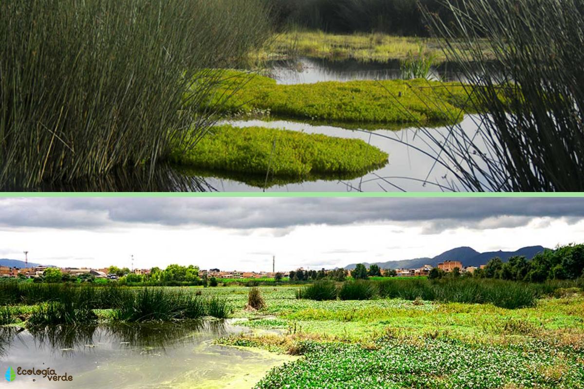 15 humedales de Bogotá - Nombres y características
