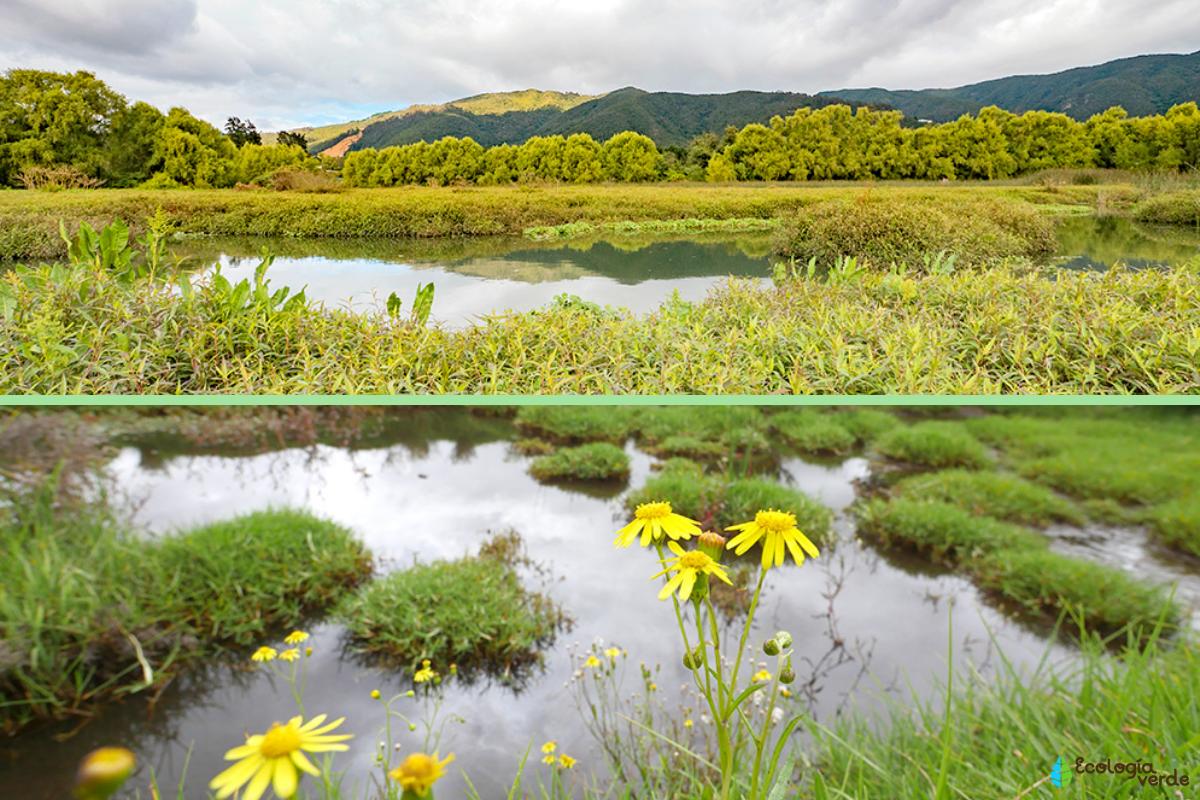 15 humedales de Bogotá - Nombres y características