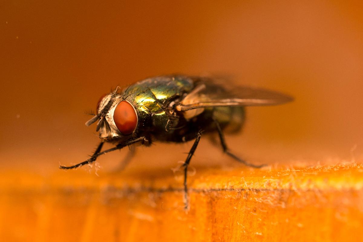 Por qué las moscas se frotan las manos - ¡Descúbrelo!