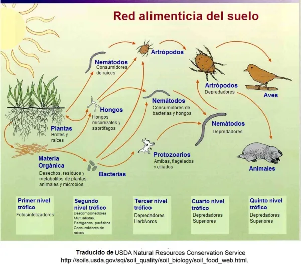 Ejemplos De Redes Alimentarias De Ecosistemas