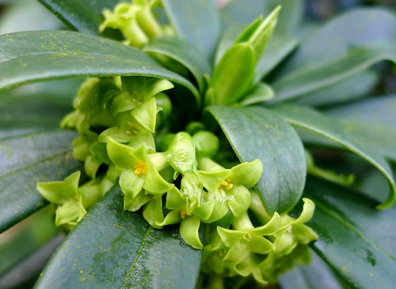 10 arbustos de sombra - Nombres, características y fotos