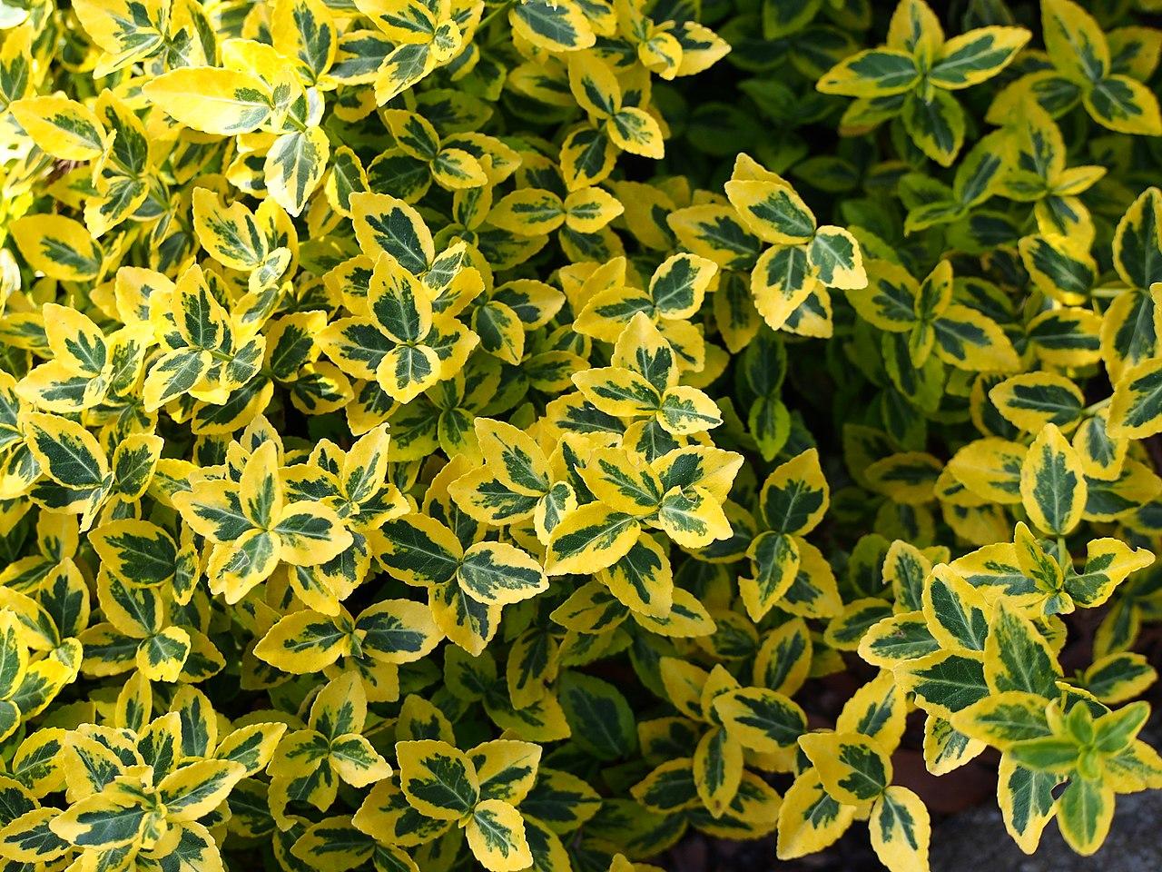 10 arbustos de sombra - Nombres, características y fotos