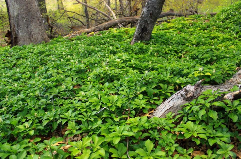 10 arbustos de sombra - Nombres, características y fotos