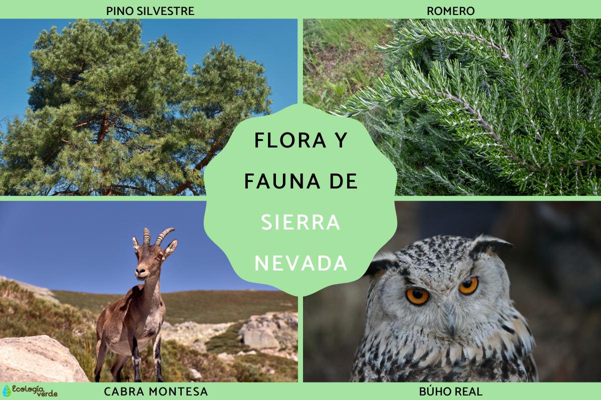 Flora y fauna de Sierra Nevada - Características y ejemplos