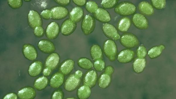 wolffia angusta landolt