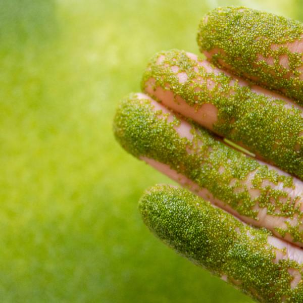 wolffia angusta landolt