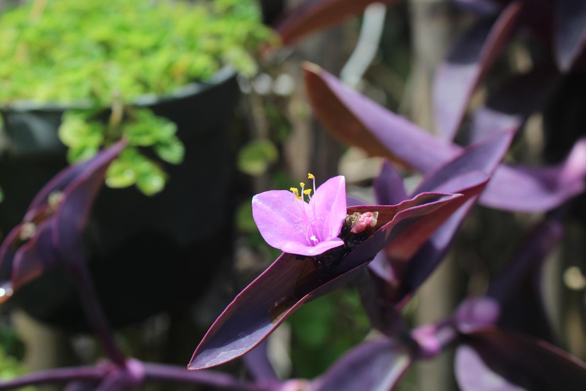 10 plantas de exterior colgantes - Guía con nombres y fotos