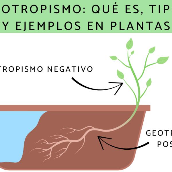 Ejemplos De Tallos Modificados De Plantas Plantas De Interior Con