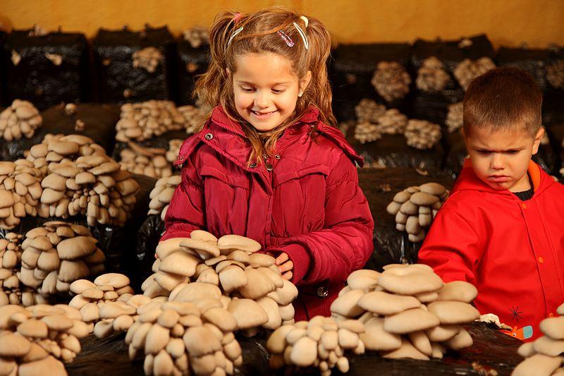 Cultivar SETAS en casa - GUÍA práctica