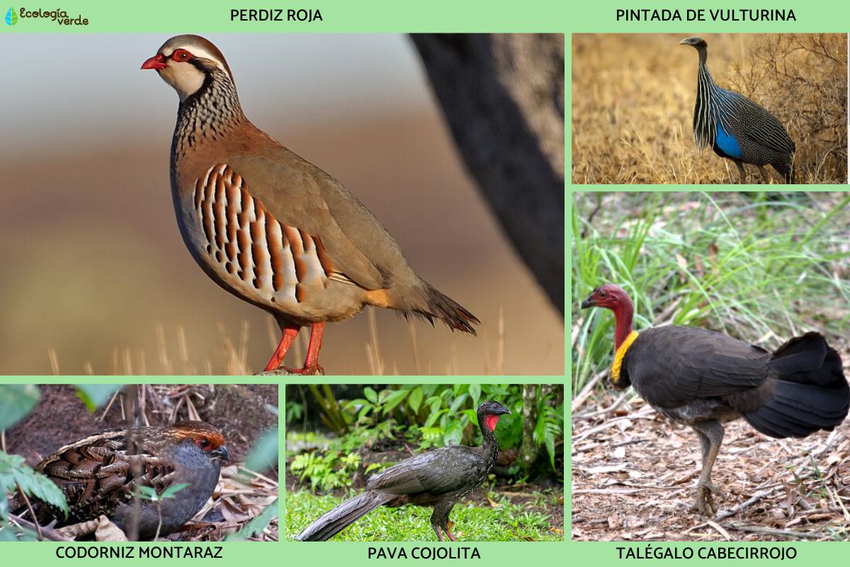 Gallináceas o galliformes: qué son, características, clasificación y ...