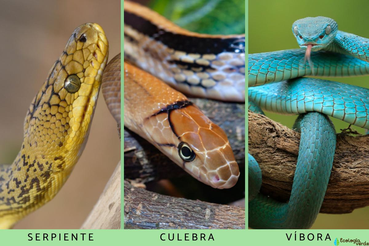 Diferencia entre serpiente y culebra - Descúbrelo aquí