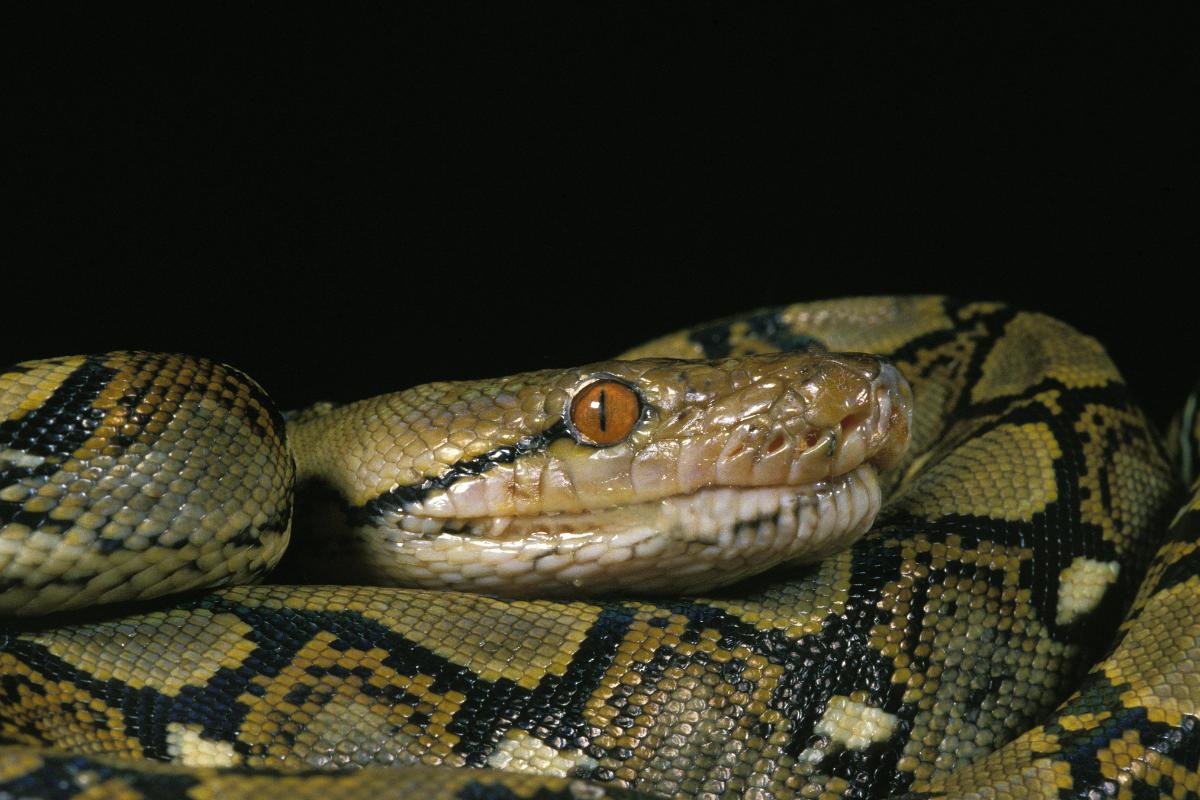 Diferencia entre serpiente y culebra - Descúbrelo aquí
