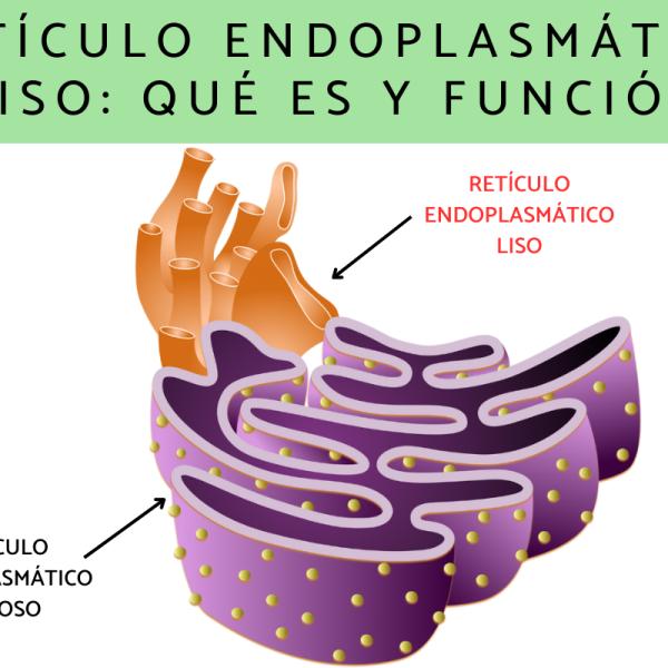 Dibujo Del Retículo Endoplasmático Liso Resúmenes De Retículo