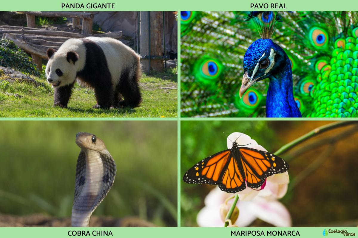 Clima chino: qué es, localización, características, flora y fauna - Resumen