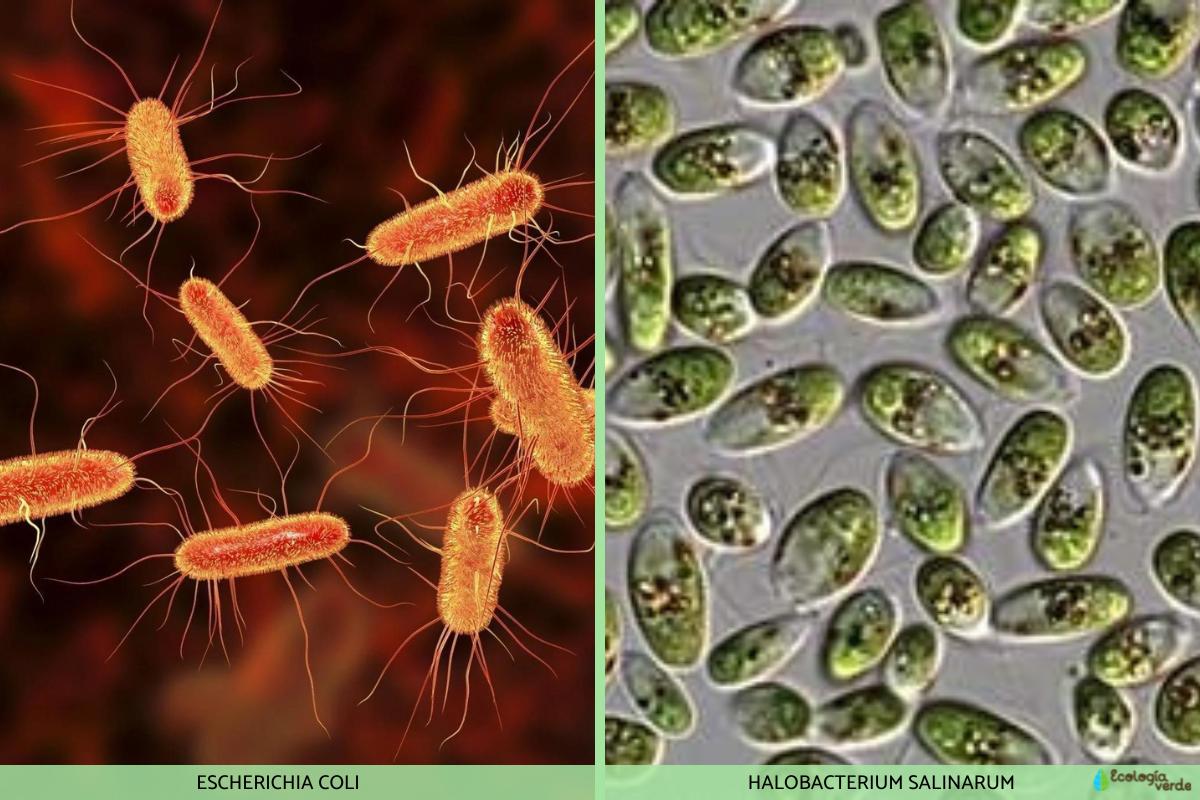 Célula procariota: características, partes y funciones