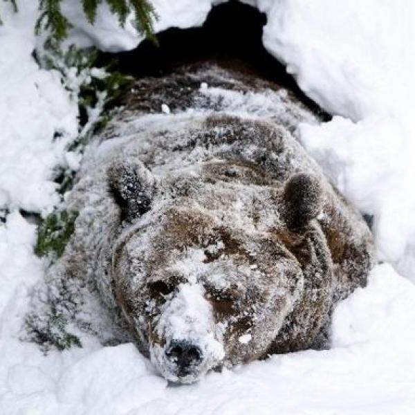 Que hacen los osos en invierno | Oldtravelbag.com