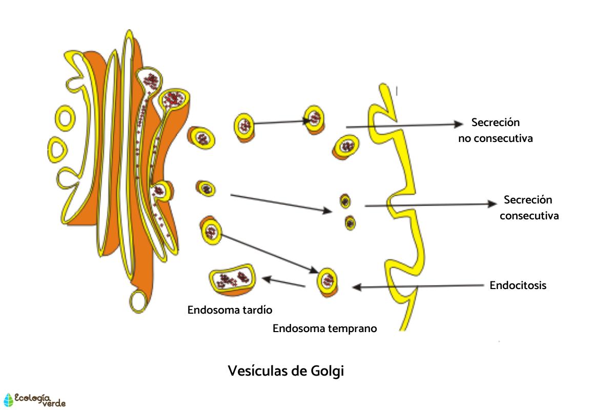 Aparato de Golgi: definición y función - Resumen y FOTOS