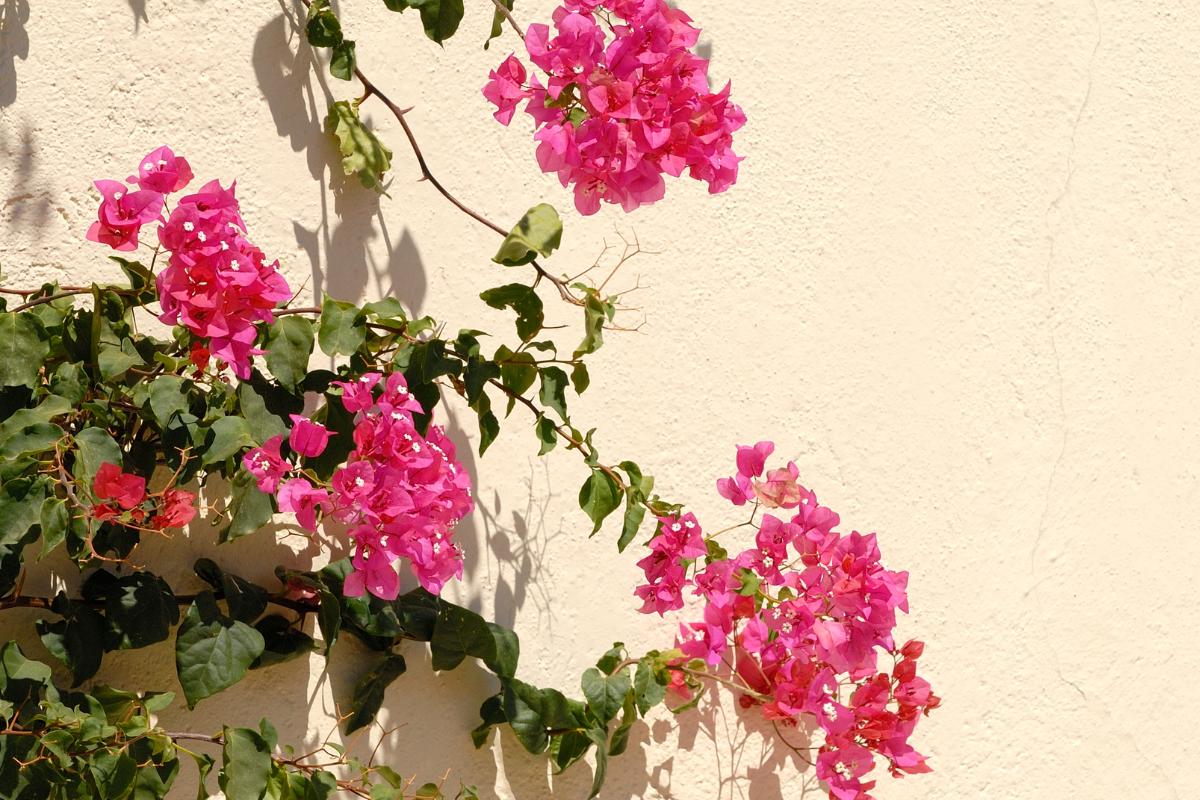 10 plantas trepadoras perennes - Guía de jardinería