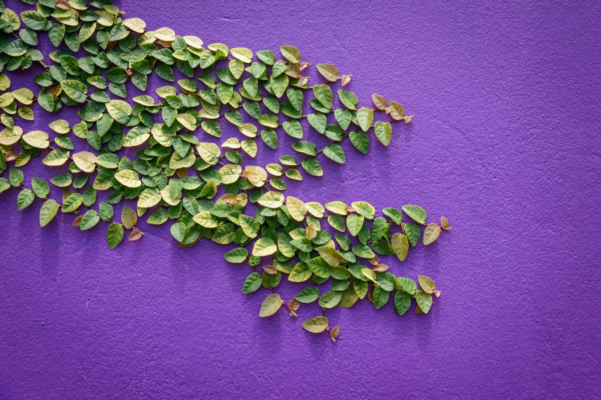 10 plantas trepadoras perennes - Guía de jardinería