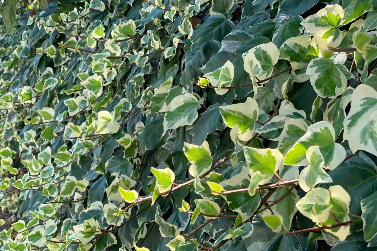 10 plantas trepadoras perennes - Guía de jardinería