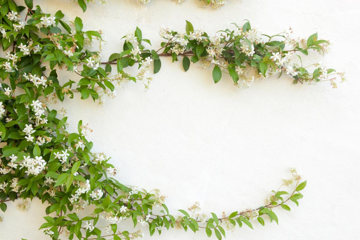 10 plantas trepadoras perennes - Guía de jardinería